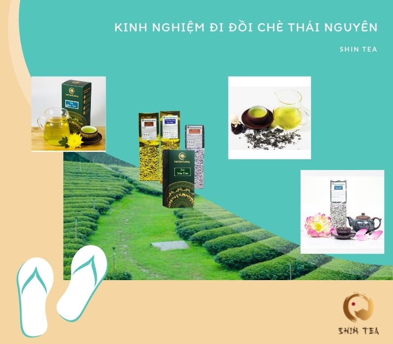 Kinh nghiệm đi du lịch đồi chè Thái nguyên, đi thế nào? mua đặc sản gì?